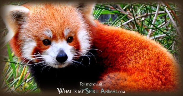 Exploring What Do Red Pandas Symbolize - The Order Exposed