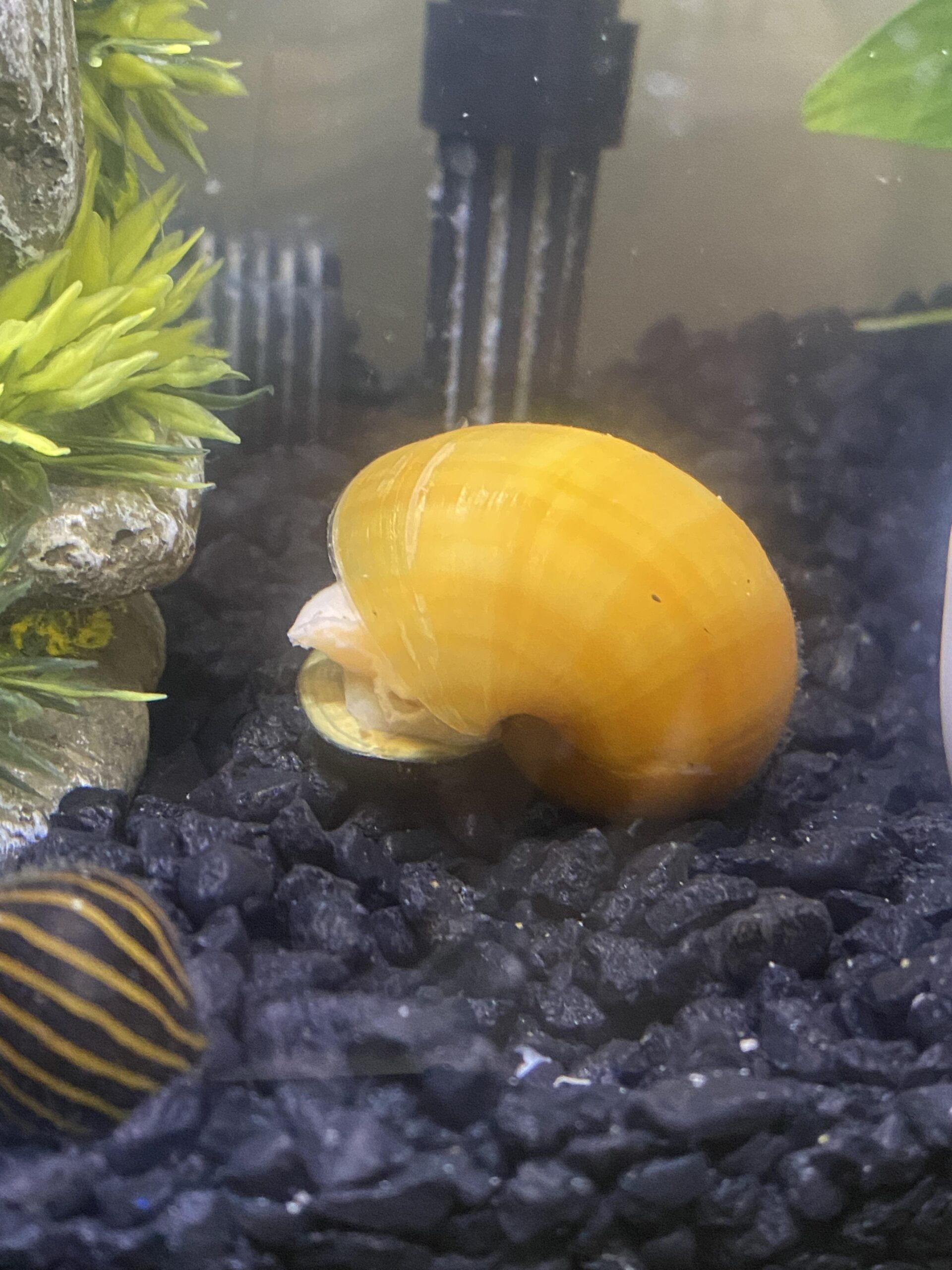 What Does A Dead Mystery Snail Look Like: A Visual Guide - The Order ...