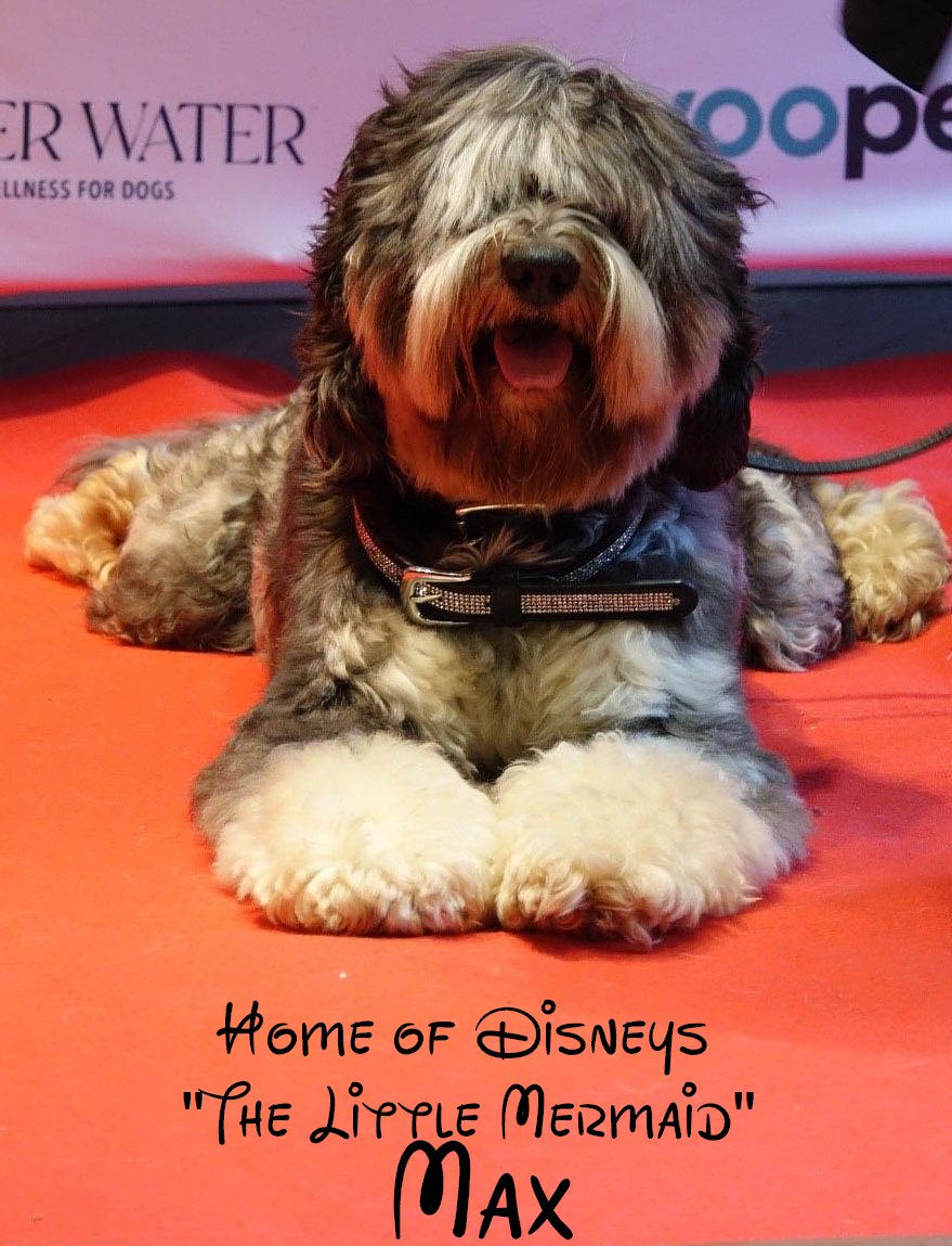 Unveiling The Dog Breed Of Max From The Little Mermaid - The Order Exposed